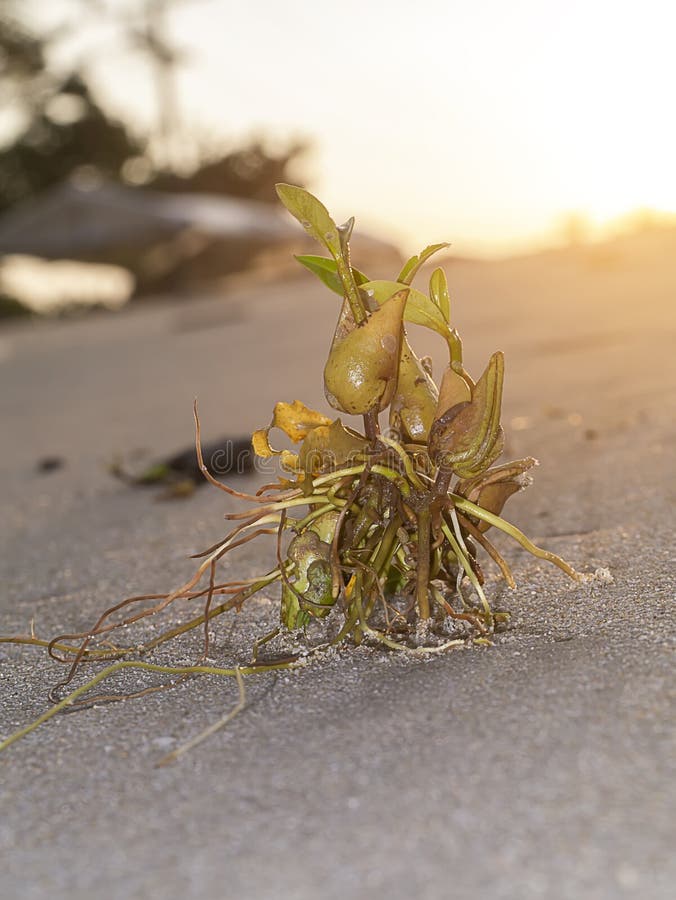Close Up the Seed Growing with Roots on the Beach Stock Photo - Image ...