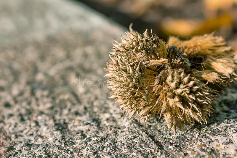 Close up seed pod stock image. Image of frail, gardening - 104398205