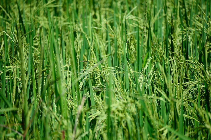 Close-up Seed and Rice Field Stock Photo - Image of plant, herb: 168988452