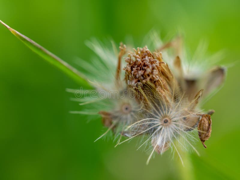 The Seed of a Tridax Daisy Flower when Withering Stock Image - Image of ...