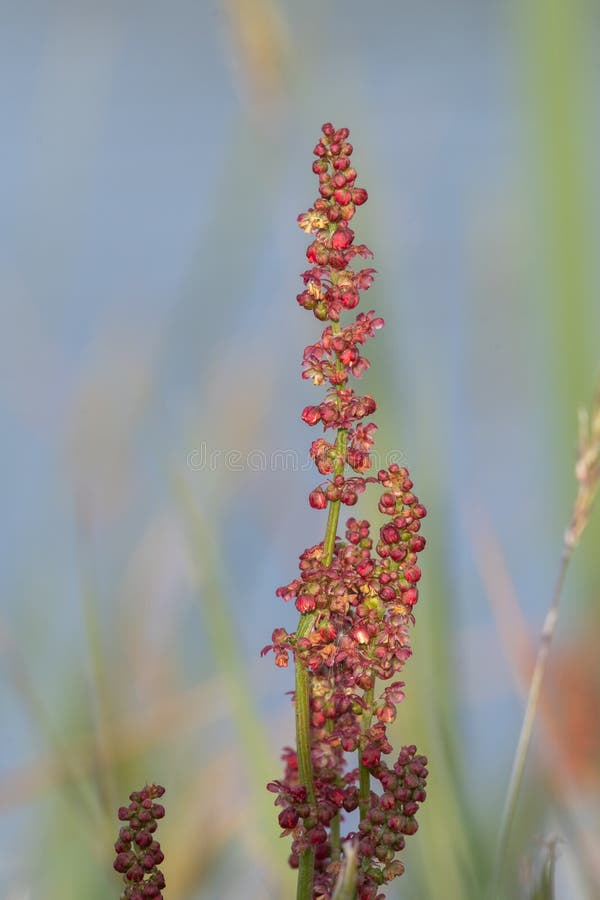 Dock rumex plant stock photo. Image of detail, natural - 192252786