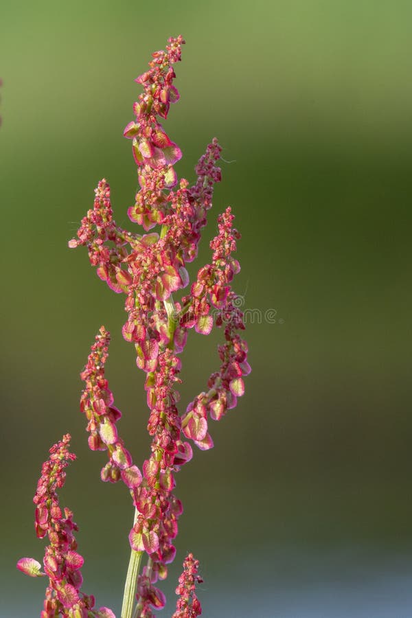 Dock rumex plant stock photo. Image of environment, inflorescence ...