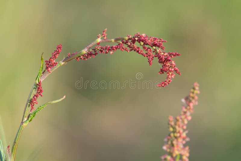 Dock rumex plant stock photo. Image of selective, macro - 184516234