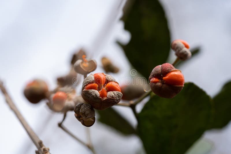Close Up Seeds of Evergreen Spindle Tree Stock Photo - Image of ...