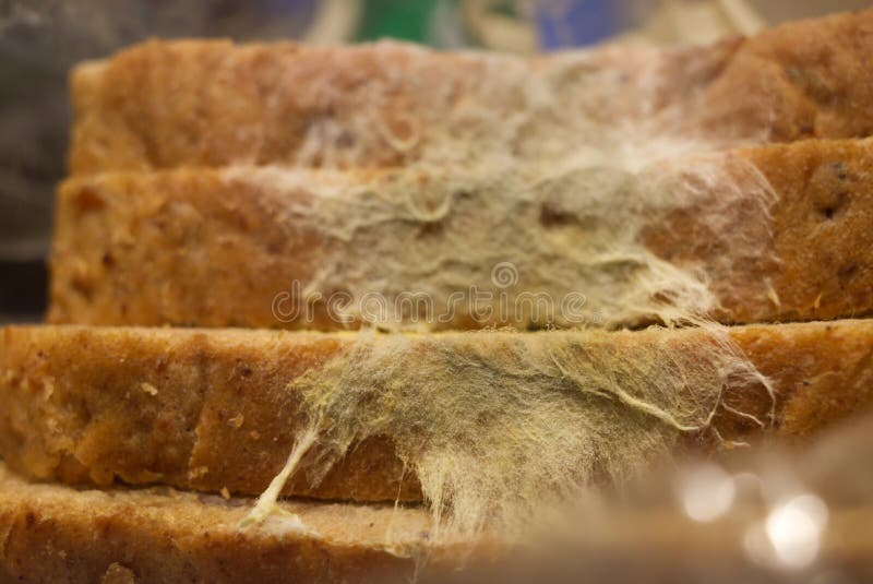Bread Mold Fungus on Stack of Whole Wheat Bread. Stock Image - Image of ...