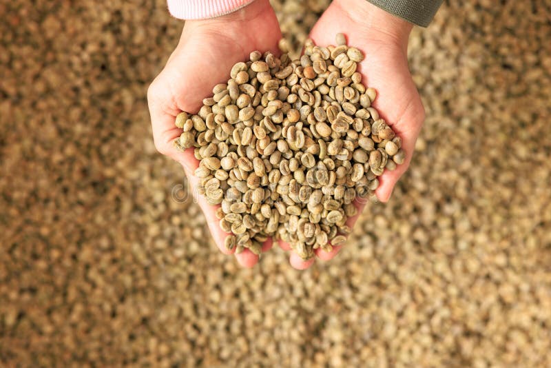 Selective Focus Hand Scooping Coffee Beans, Coffee Beans Drying Process ...
