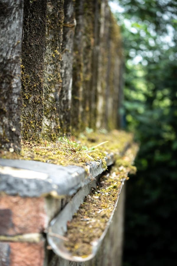 A Close Up Selective Focus Shot of a Moss Filled Gutter and Corrugated ...