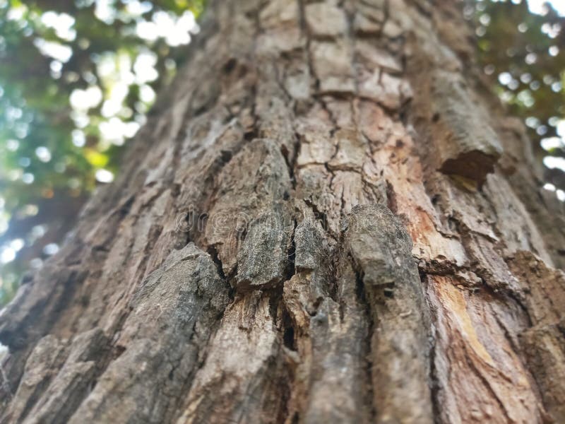 Close Up and Selective Focus of Tree Bark Showing Its Texture and ...