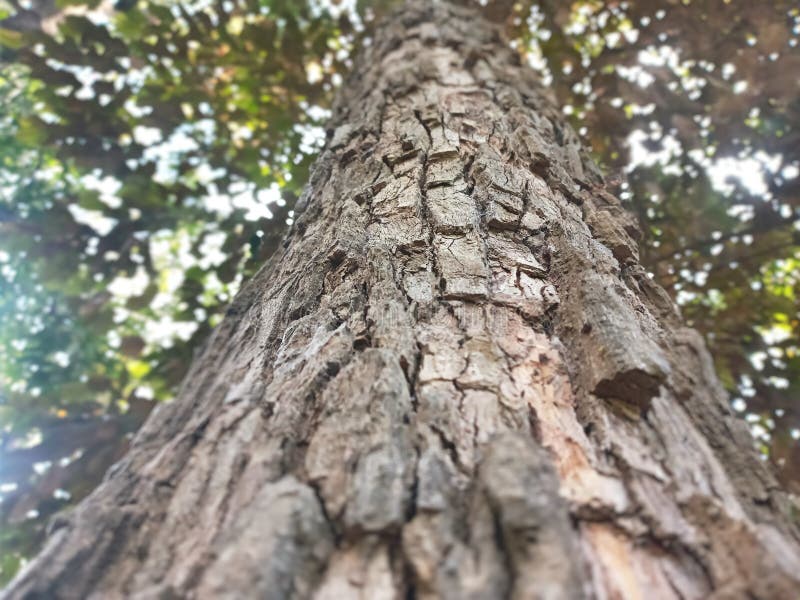 Close Up and Selective Focus of Tree Bark Showing Its Texture and ...