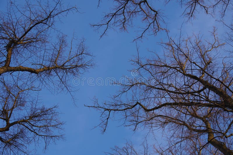 Close Up, Selective Focus of Tree Branches during Winter Time Towards ...