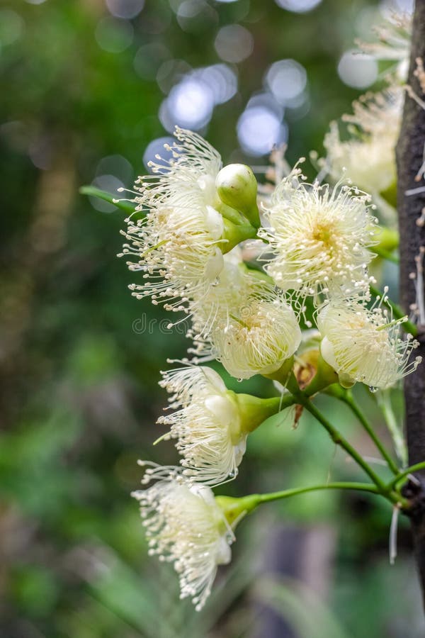 Close Up Selective Focused White Java Apple or Wax Apple Flowers on a ...