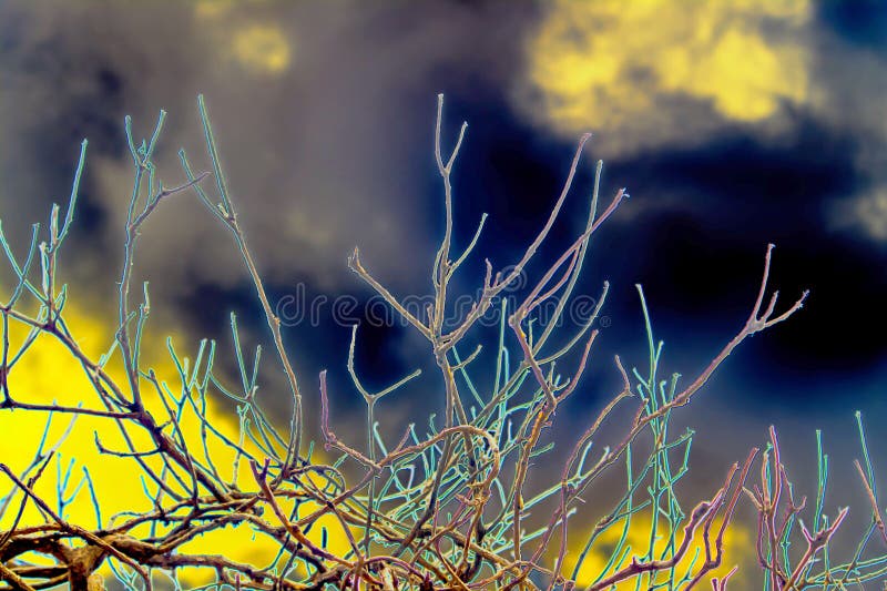 Close Up, Selective View of Colorful Thiny Bare Branches of Bush Tree ...