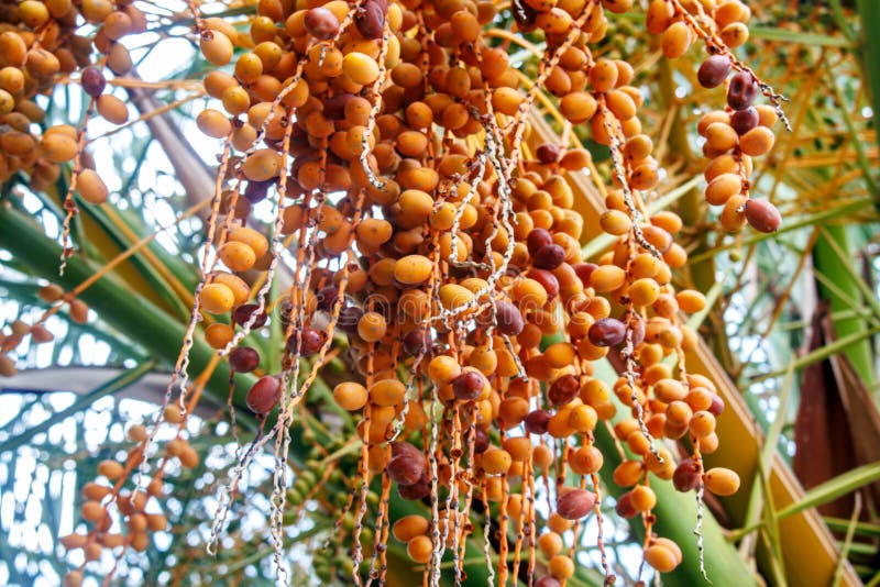 Close Up, Selective View of Orange Color Seeds and Long Tiny Branches ...