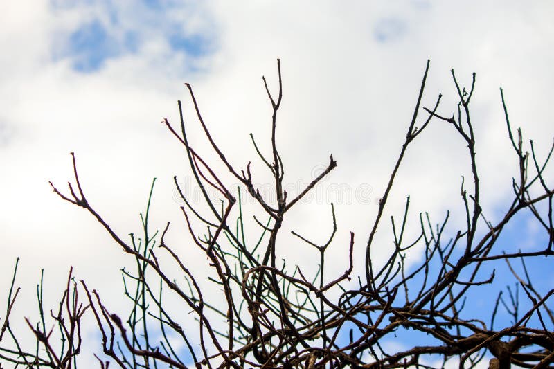 Cut Branches from a Bush in the Park. after the Gardener S Work Stock ...