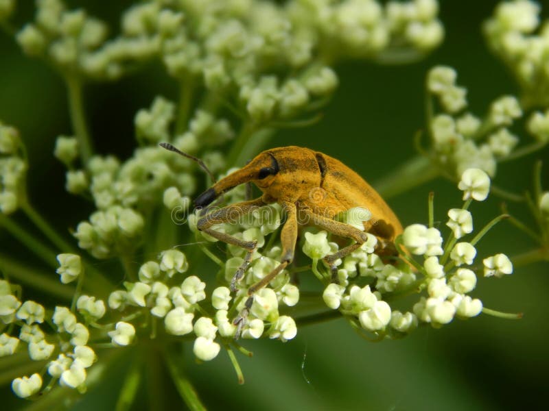 Close Up Selvagem Da Broca Do Inseto Imagem de Stock - Imagem de ...