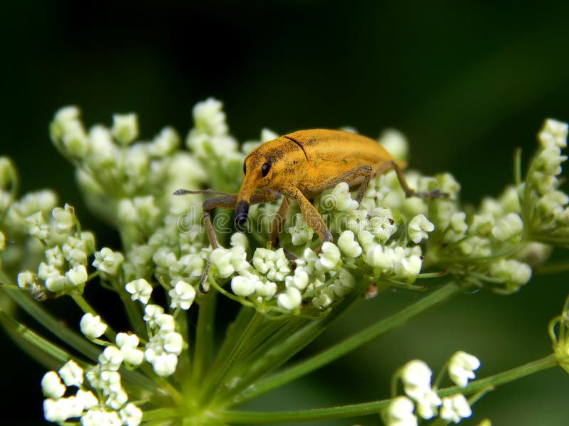 Close Up Selvagem Da Broca Do Inseto Foto de Stock - Imagem de naughty ...