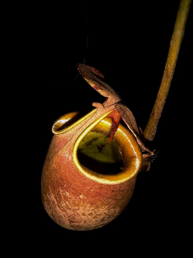 Close up semar bag plant stock image. Image of black - 182919405