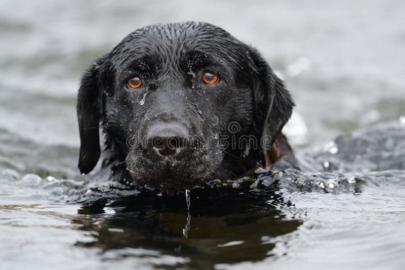 Black Labrador in the Water Stock Image - Image of purebred, close ...