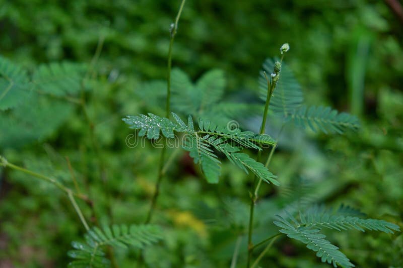 Close Up of Sensitive Plant or Mimosa Pudica Plant. Stock Photo - Image ...