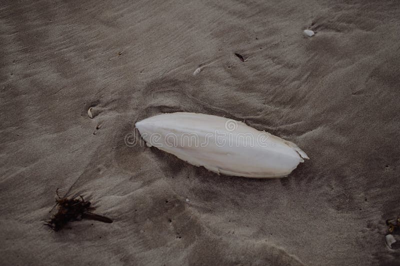 Close-up of Sepia Bone on the Beach. Stock Image - Image of structure ...