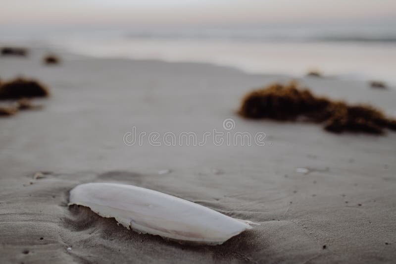 Close-up of Sepia Bone on the Beach. Stock Image - Image of beach ...