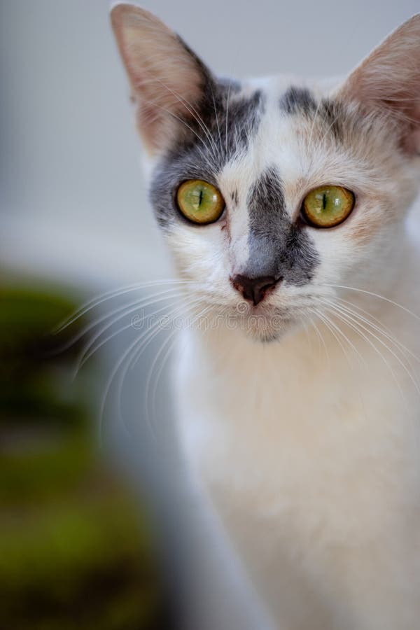 Close Up of Serious Cat Face Stock Image - Image of snout, hair: 294449765