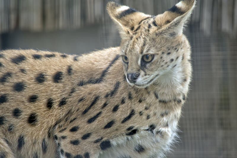 Serval stock image. Image of feline, side, white, black - 101832177