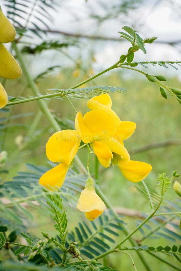 Close Up of Sesbania Flower Blooming Stock Photo - Image of flora ...