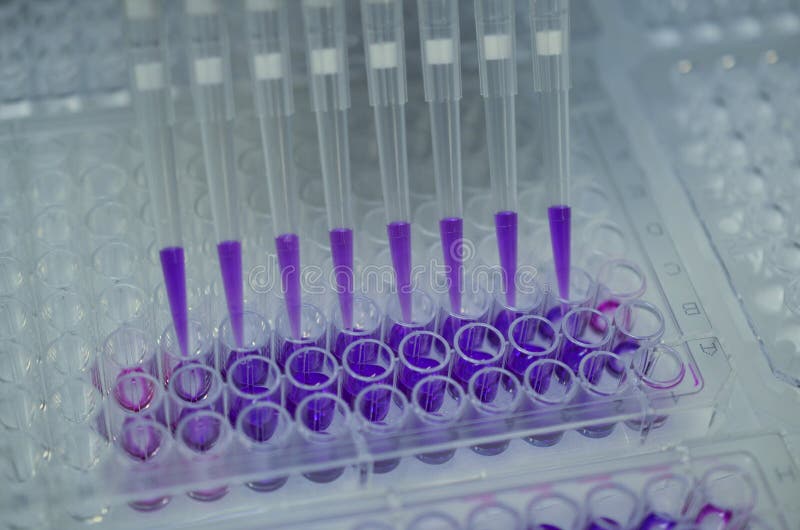 Violet Test Tubes in Beaker Stock Photo - Image of research, violet ...