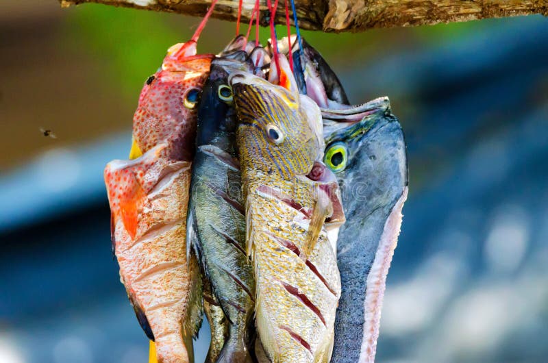Catch of Fisherman on Thread Stock Photo - Image of horizon, bait ...