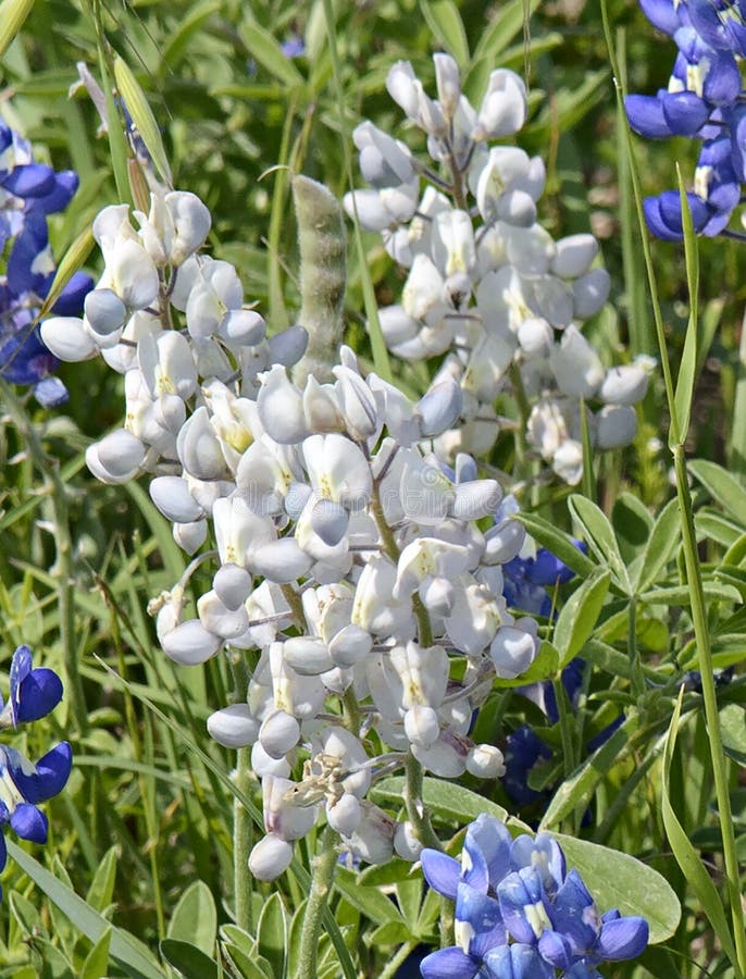 Bluebonnets in the Texas Hill Country Stock Photo - Image of spring ...