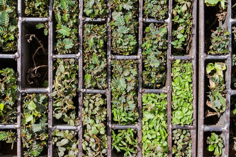 Close Up Sewer Grille Have the Germinate Grass is Channel Background ...