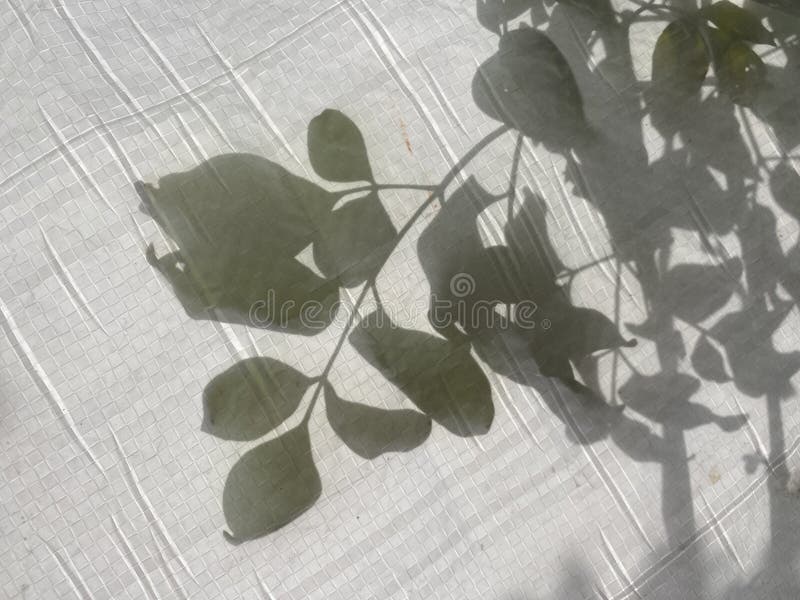 Shadow Leaf on White Fabric Stock Image - Image of grunge, pattern ...