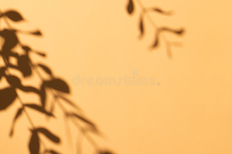 Close Up of Shadow of Plant Leaves and Copy Space on Yellow Background ...