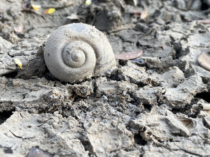 Shall on the ground stock image. Image of shell, canaliculata - 264454773