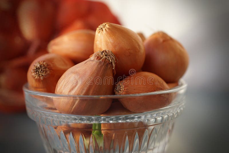 Close up of Shallots stock image. Image of eating, remedy - 139521561