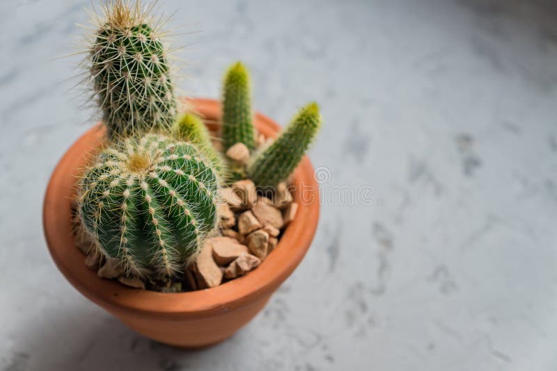 Close Up of Shaped Cactus with Long Thorns on Clay Pot on Gray ...