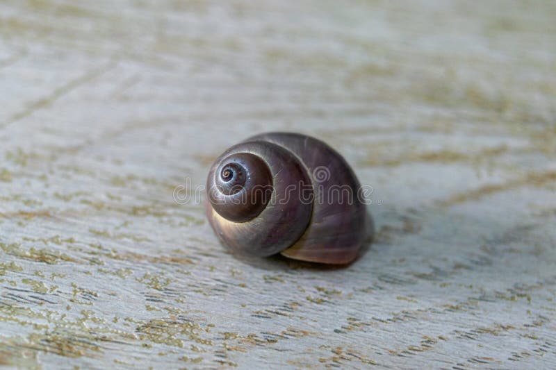 Close-up of a Shark Eye Seashell, Neverita Duplicata Stock Photo ...