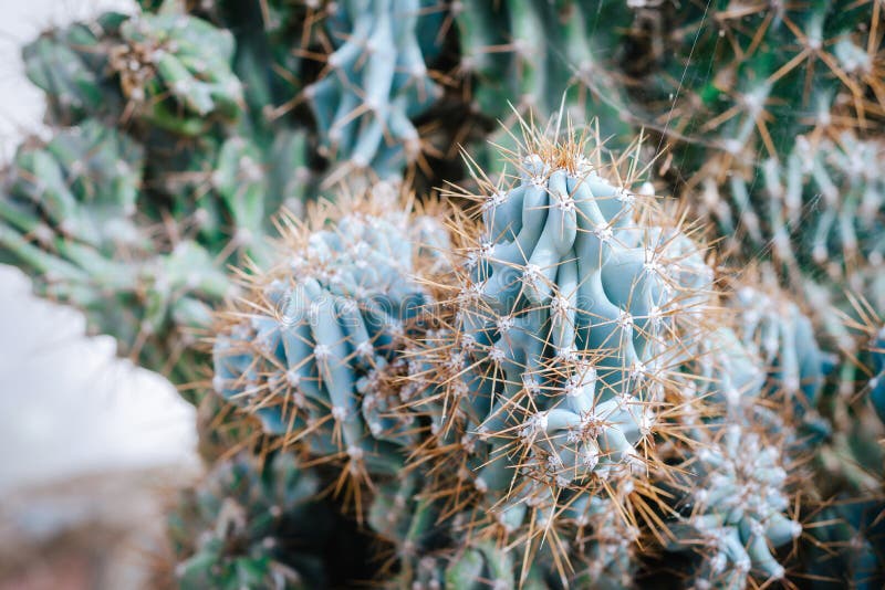 Close Up of a Sharp Cactus Spikes Stock Photo - Image of growth, spiked ...