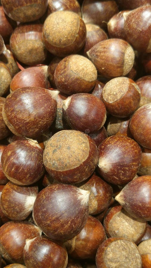 Close Up of Sharp Chestnut. a Pile of Sharp Chestnuts are on Display in ...
