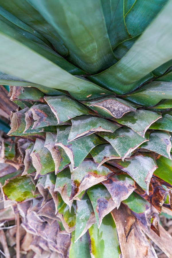 Close-up of Sharp Dense Sisal Forest Stock Photo - Image of leaf ...