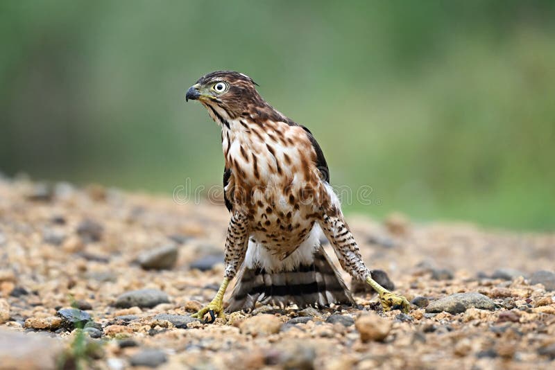 Close Up, the Sharp Gaze of the Eagle Stock Image - Image of falcon ...