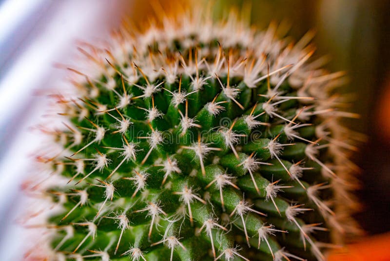 Close-up of Sharp Spines on a Barrel Cactus Stock Photo - Image of ...