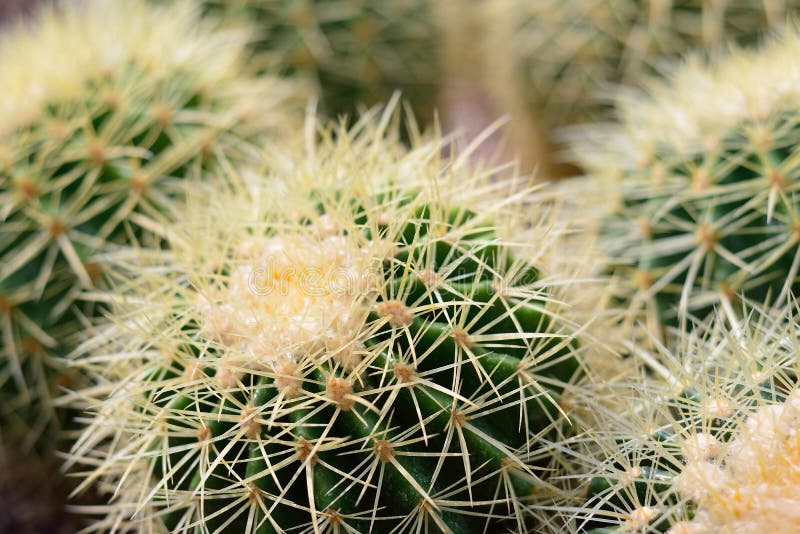 Close-up of Sharp Spines on a Barrel Cactus Stock Image - Image of ...