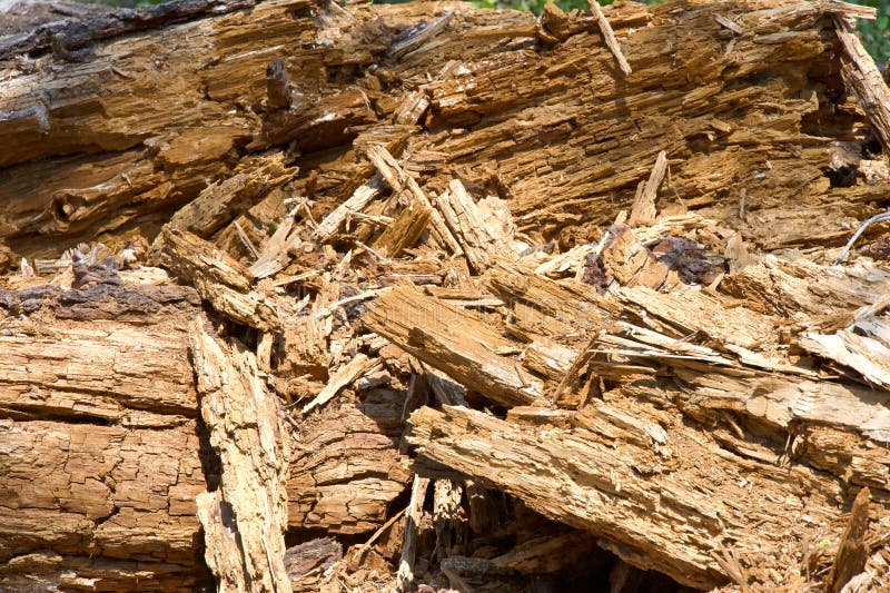 Close Up on Shattered Pine Tree Trunk in the Forest Stock Image - Image ...