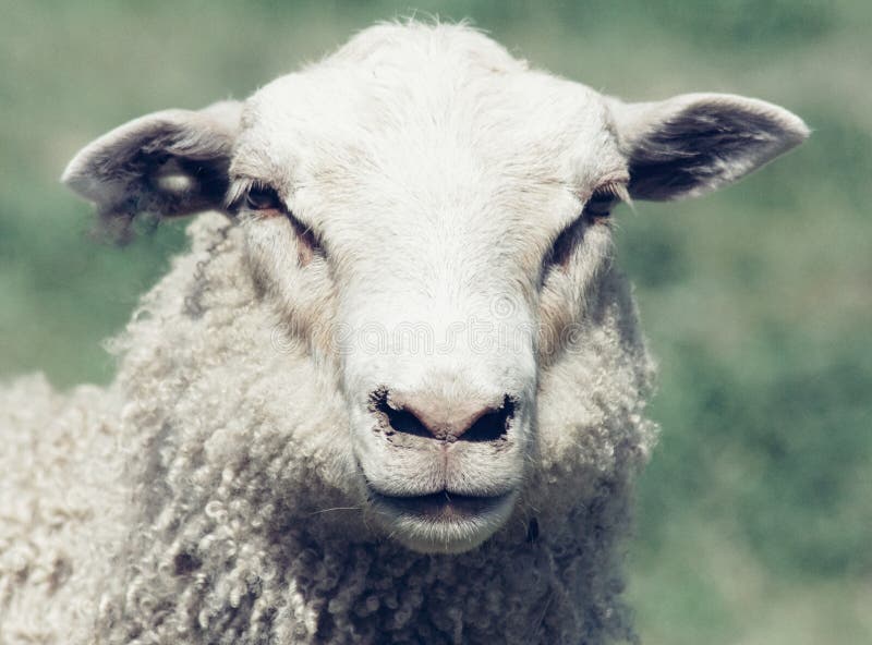 Close up of sheep stock image. Image of close, mammal - 251602389