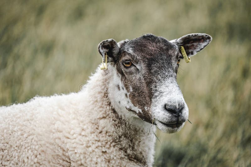 Close-up of a Sheep with Ear Tags in a Grassy Field. Stock Image ...