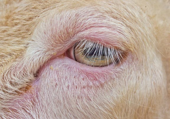 Close up sheep eye stock image. Image of care, babe, look - 32909549