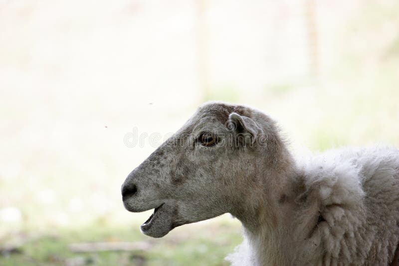 Sheep face close up stock photo. Image of goat, pasture - 218750838