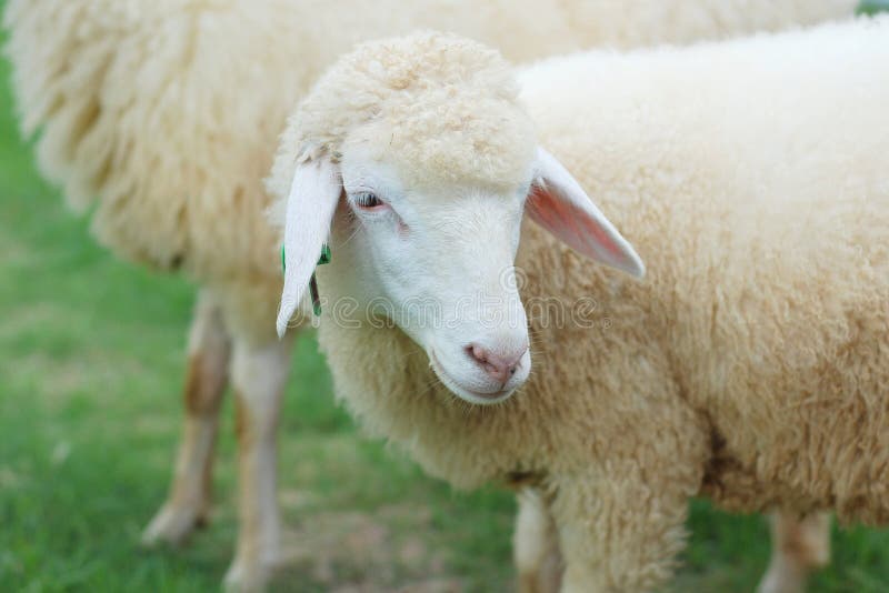 Close up of sheep face stock image. Image of mammal, sheep - 23123187